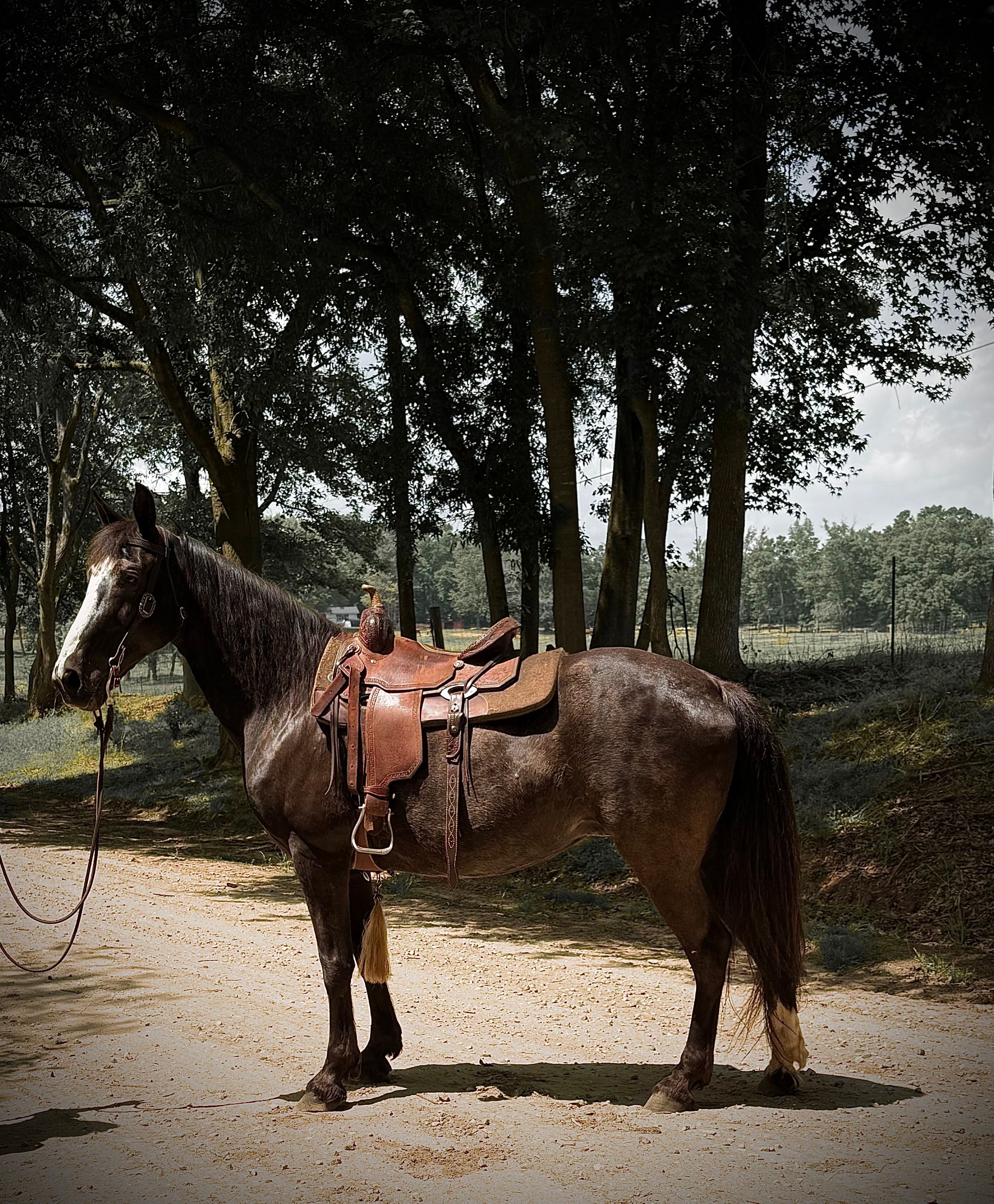 Xena | Magic Horse Auction