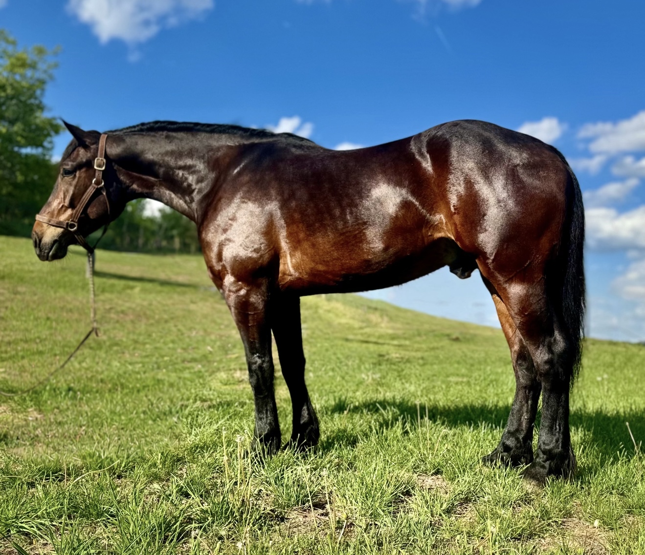 Turbo | Magic Horse Auction