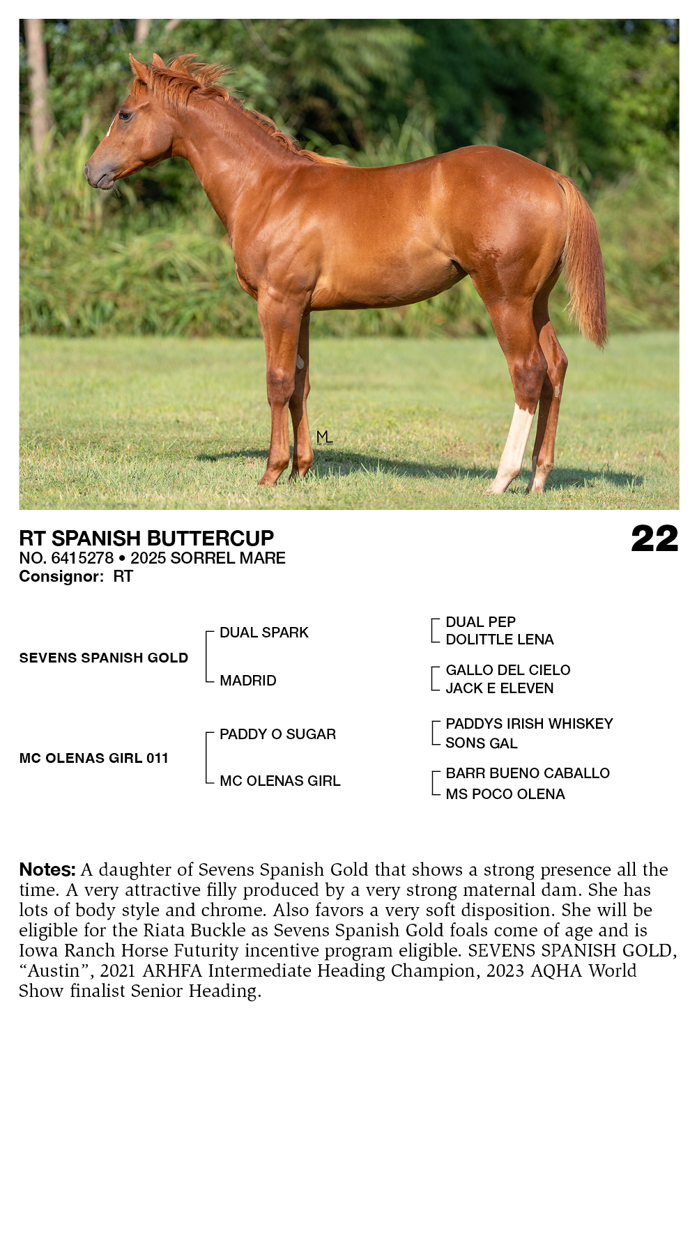 RT SPANISH BUTTERCUP #6415278 | Wier Ranch