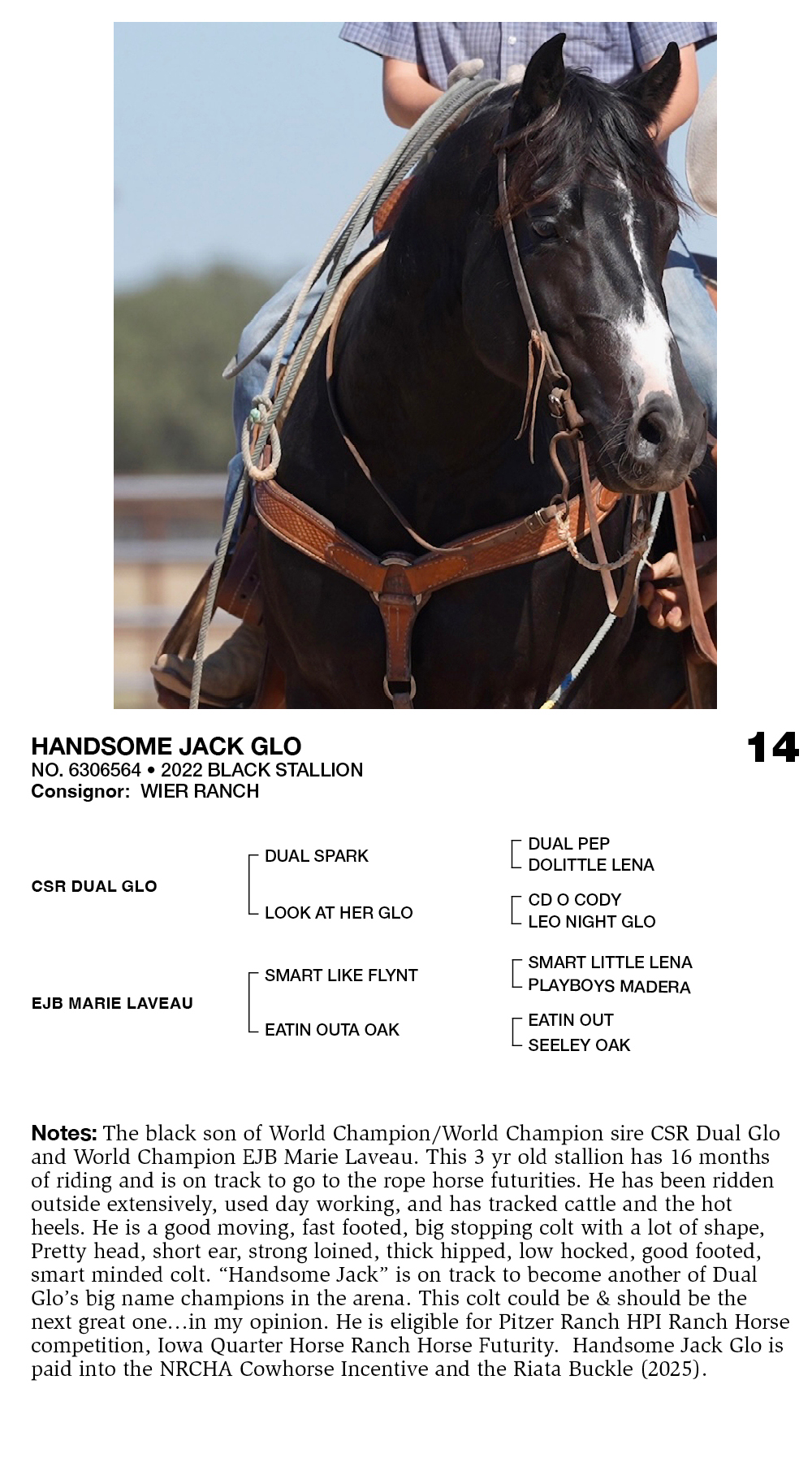 HANDSOME JACK GLO | Wier Ranch