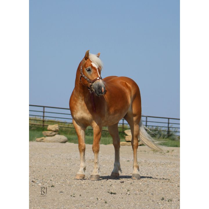 𝓒𝓸𝔀𝓫𝓸𝔂 𝓒𝓱𝓻𝓲𝓼𝓽𝓶𝓪𝓼 𝙹𝚞𝚕𝚢 𝙾𝚗𝚕𝚒𝚗𝚎 𝚂𝚎𝚕𝚎𝚌𝚝 | Legacy Horse Sales