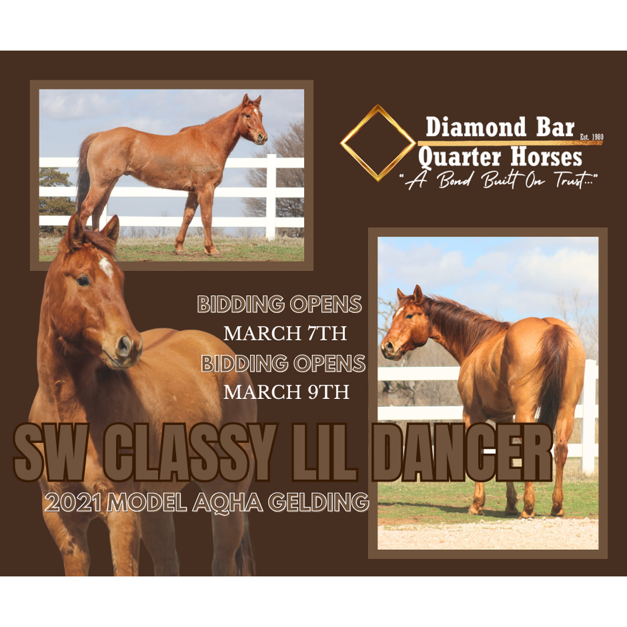 SW Classy Lil Dancer | Legacy Horse Sales