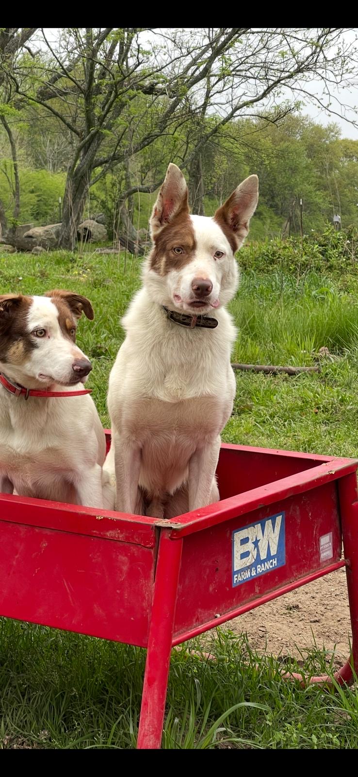 Roscoe | Apex Ranch Legends