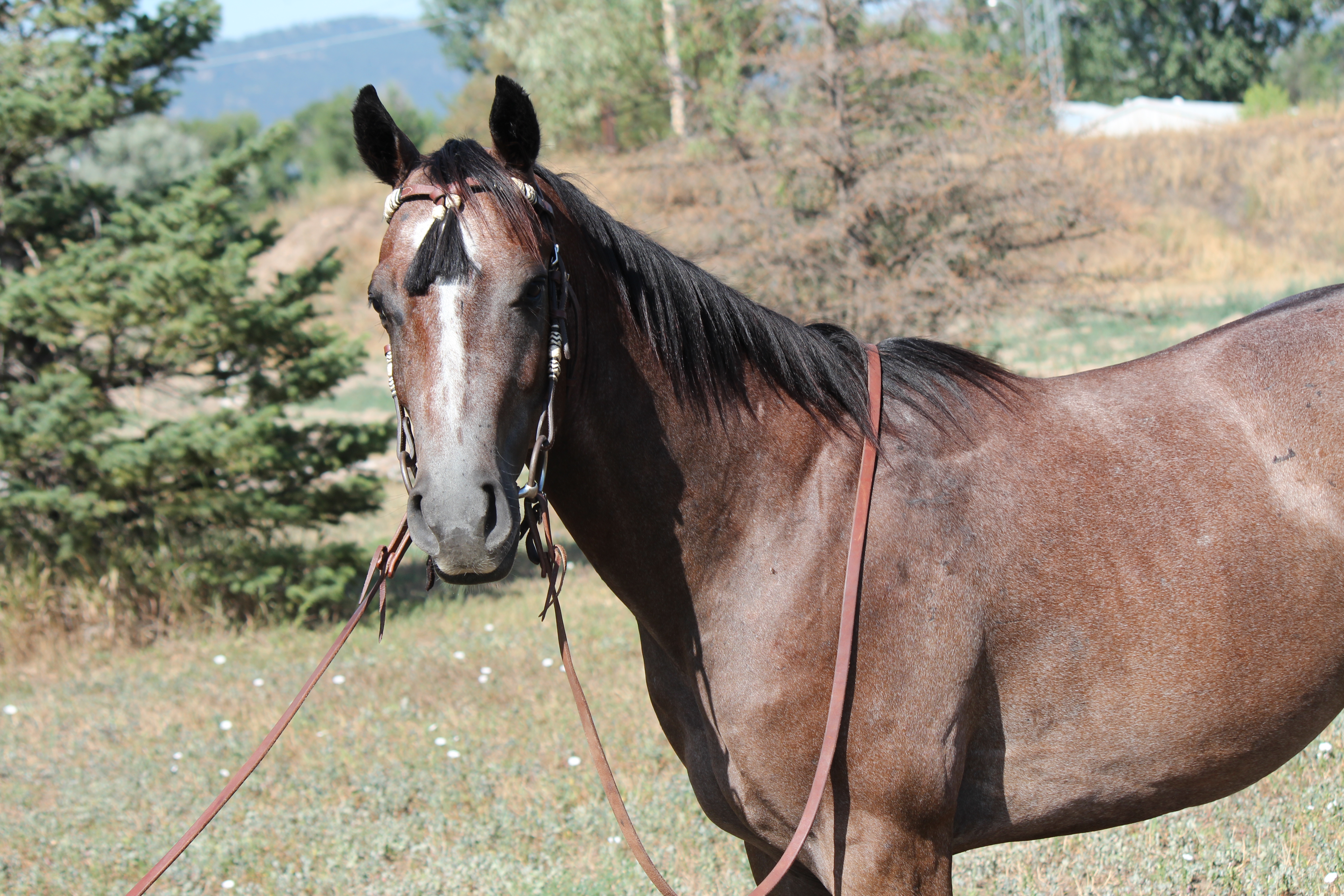 MMB Peps Lil Secret | Magic Horse Auction