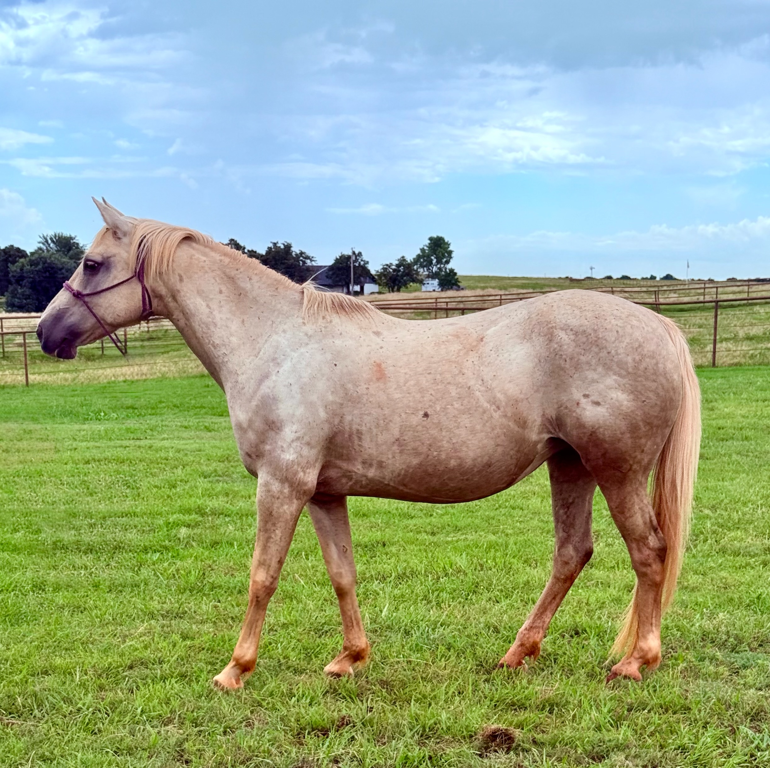 Athena and Archer | Magic Horse Auction