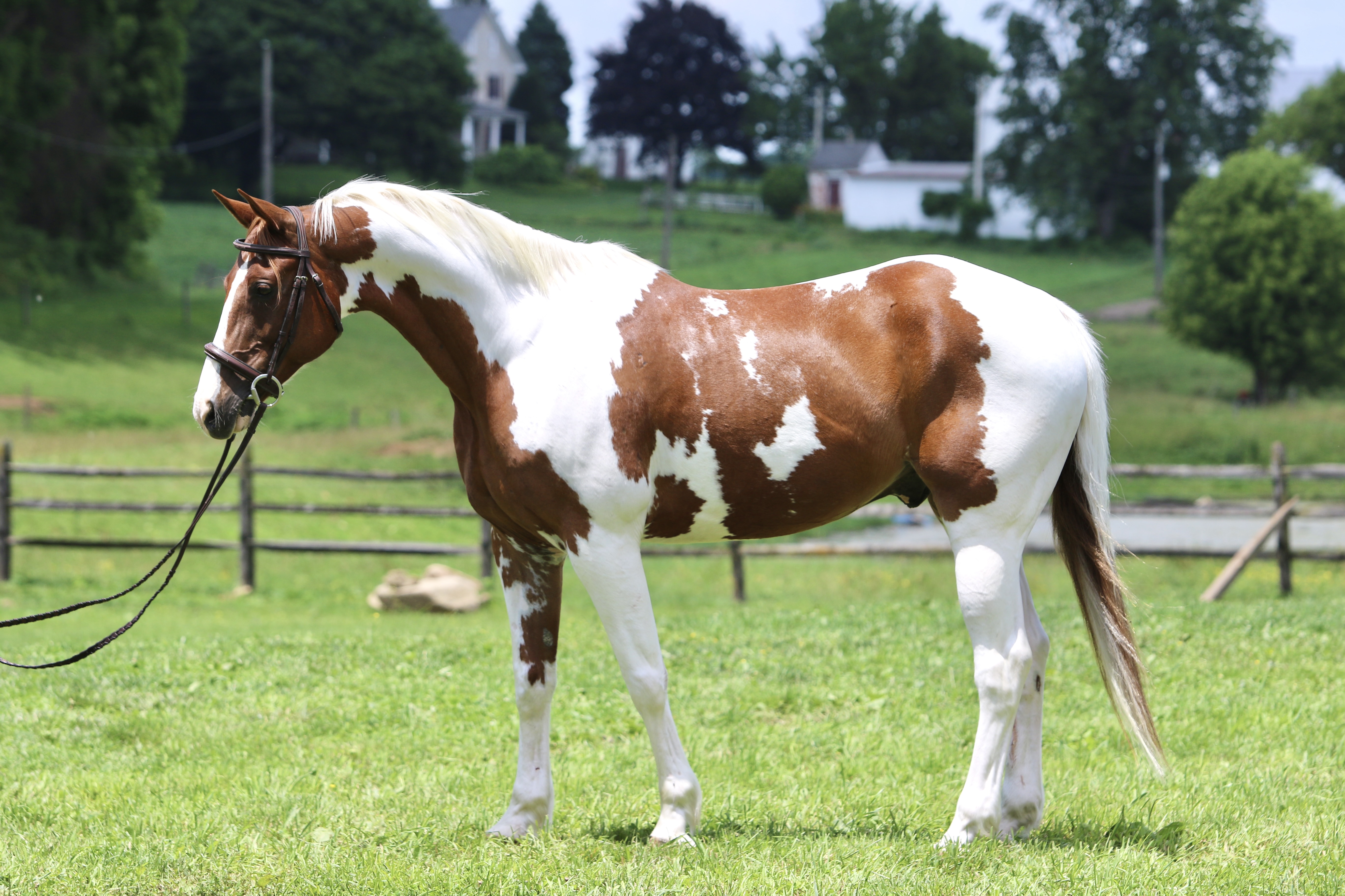 DJANGO | Magic Horse Auction