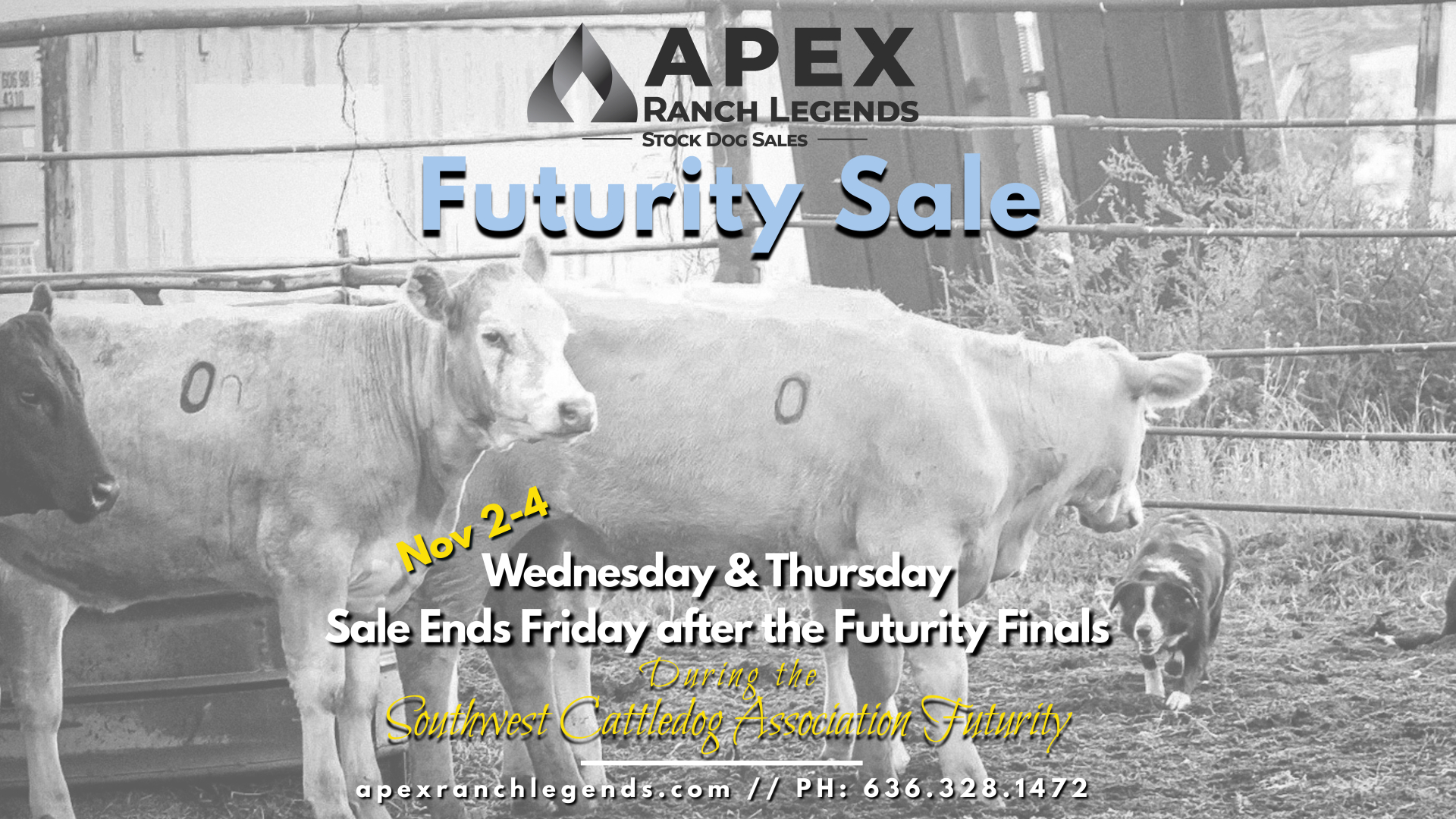 apex-ranch-legends-futurity-sale-apex-ranch-legends