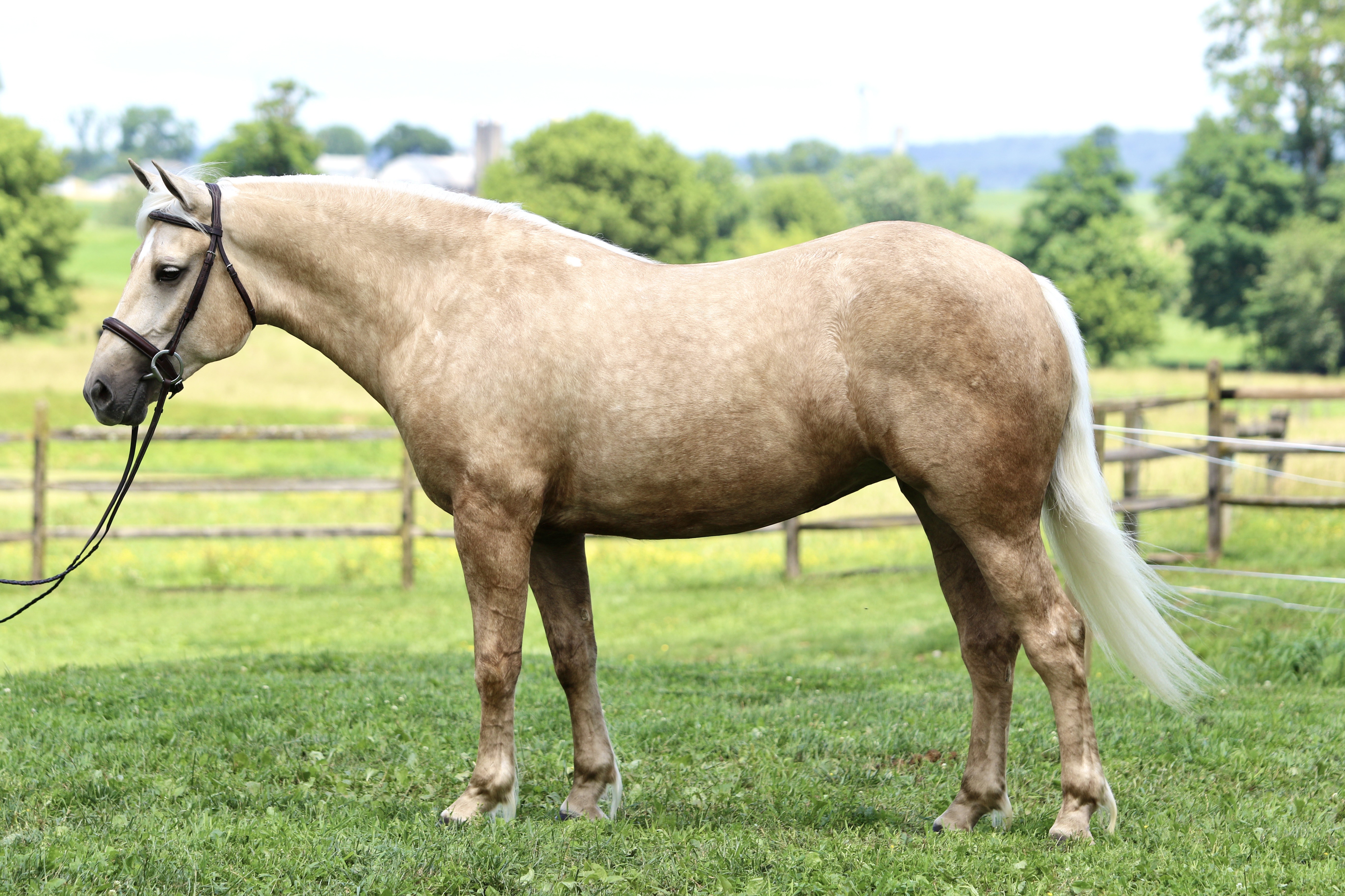 Charlotte | Magic Horse Auction