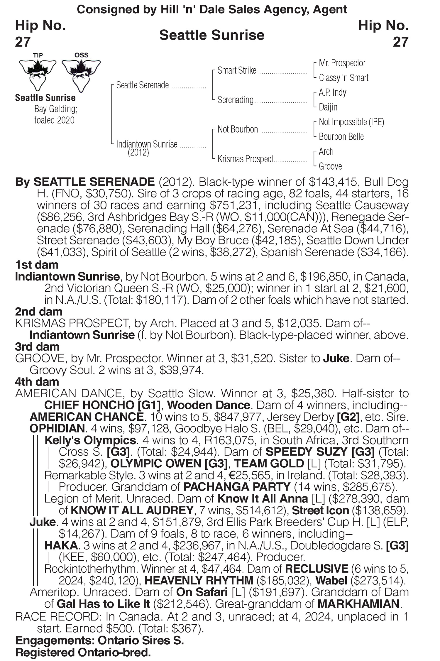 Horse of Racing Age Seattle Sunrise (2020) Geldling | Canadian ...