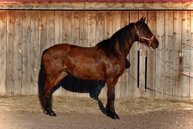 Bianca | Magic Horse Auction