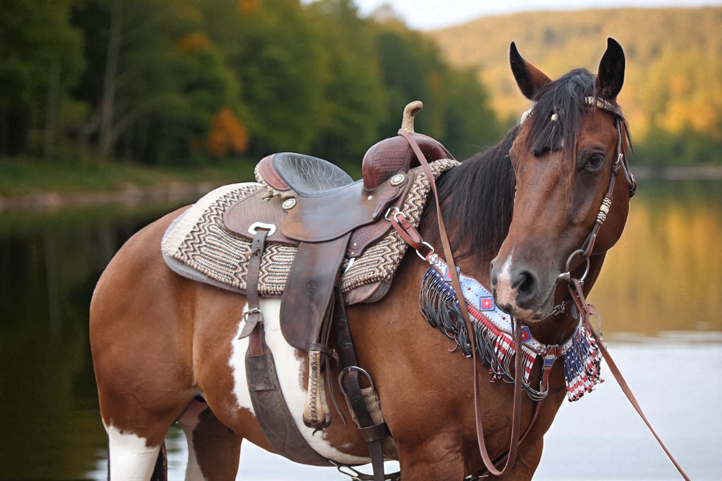 APACHE | Magic Horse Auction