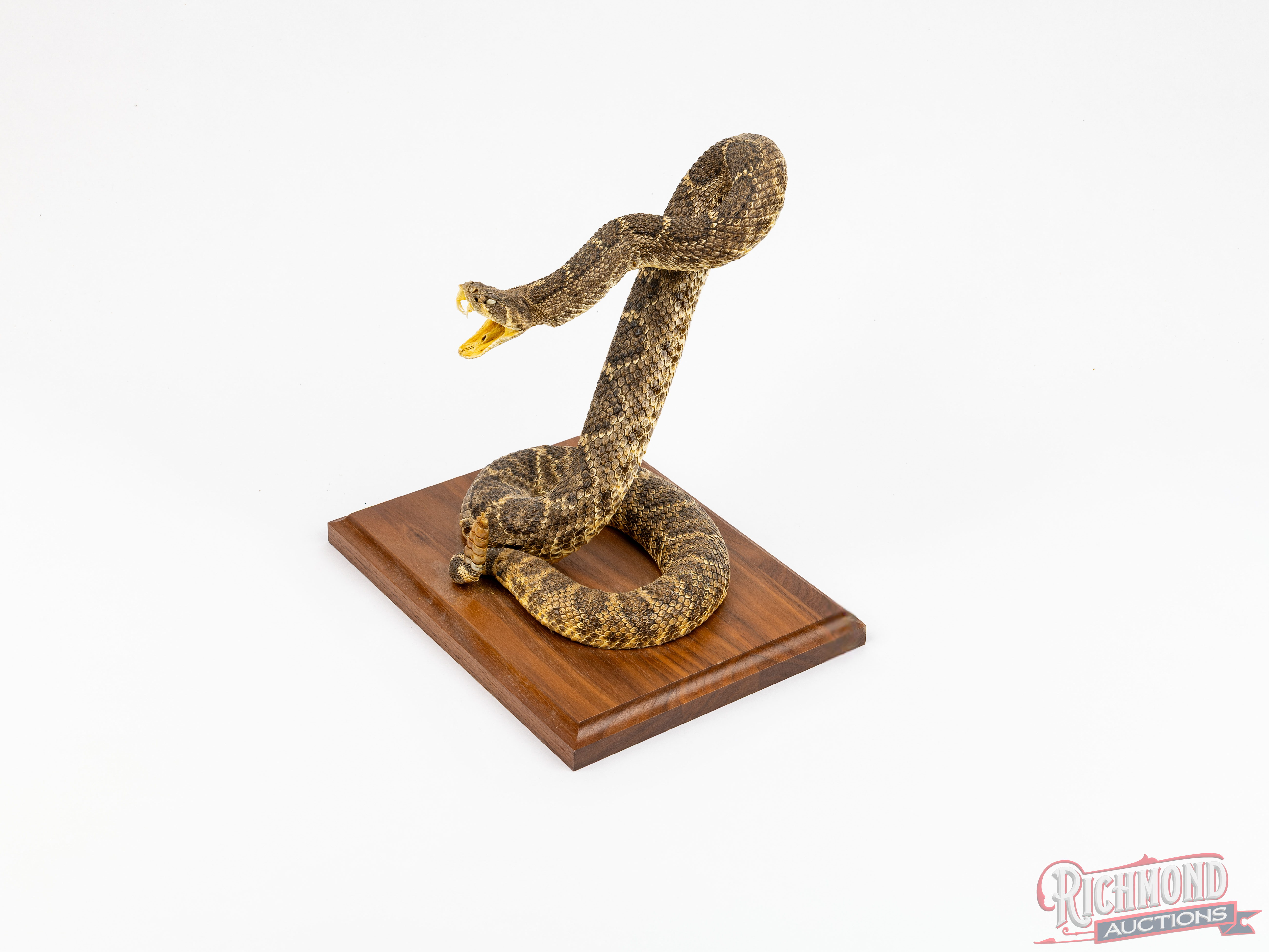 Case 6375 SS Stockman Rattle Snake Knife & Diamondback Rattler ...