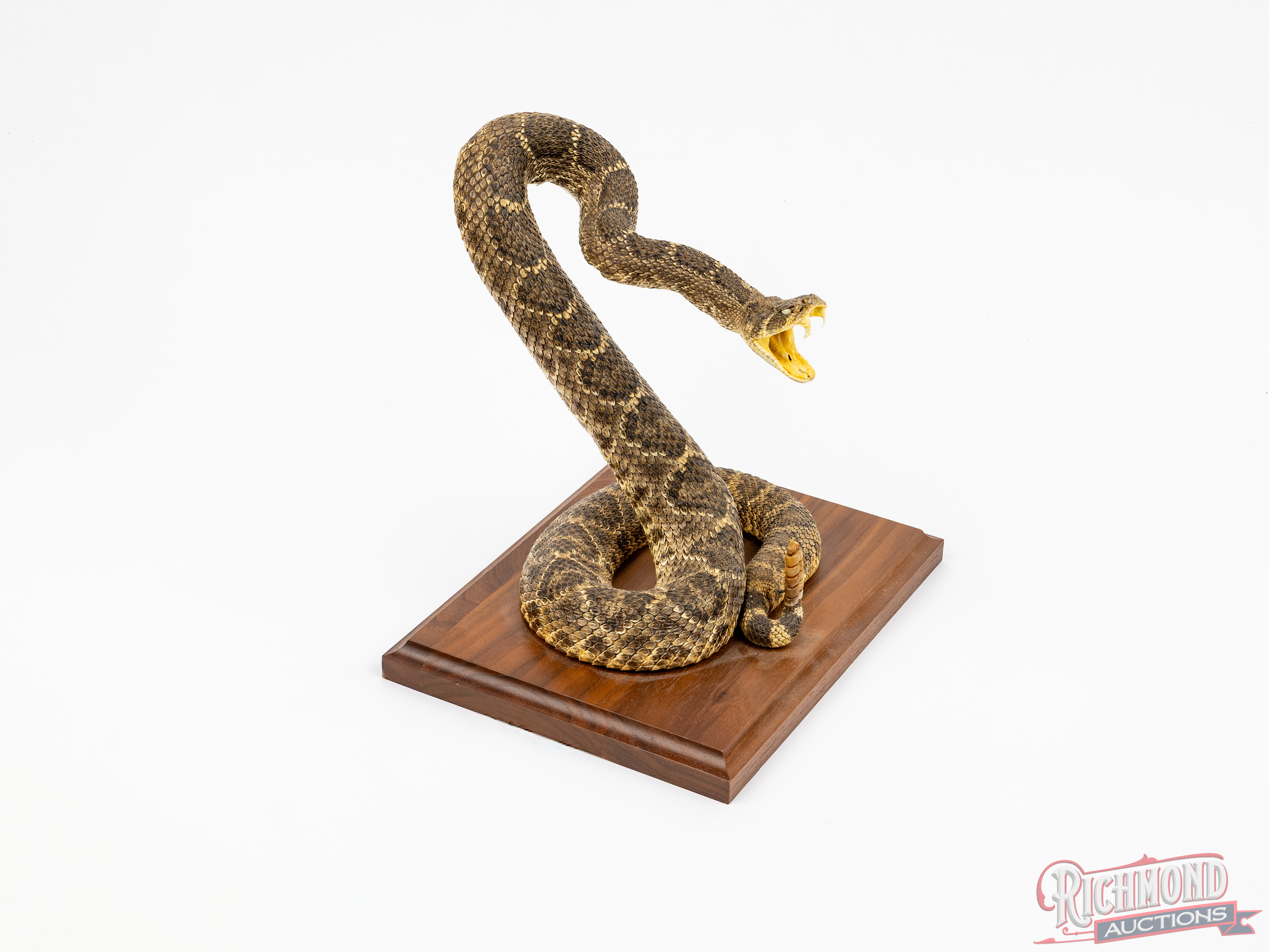 Case 6375 SS Stockman Rattle Snake Knife & Diamondback Rattler ...