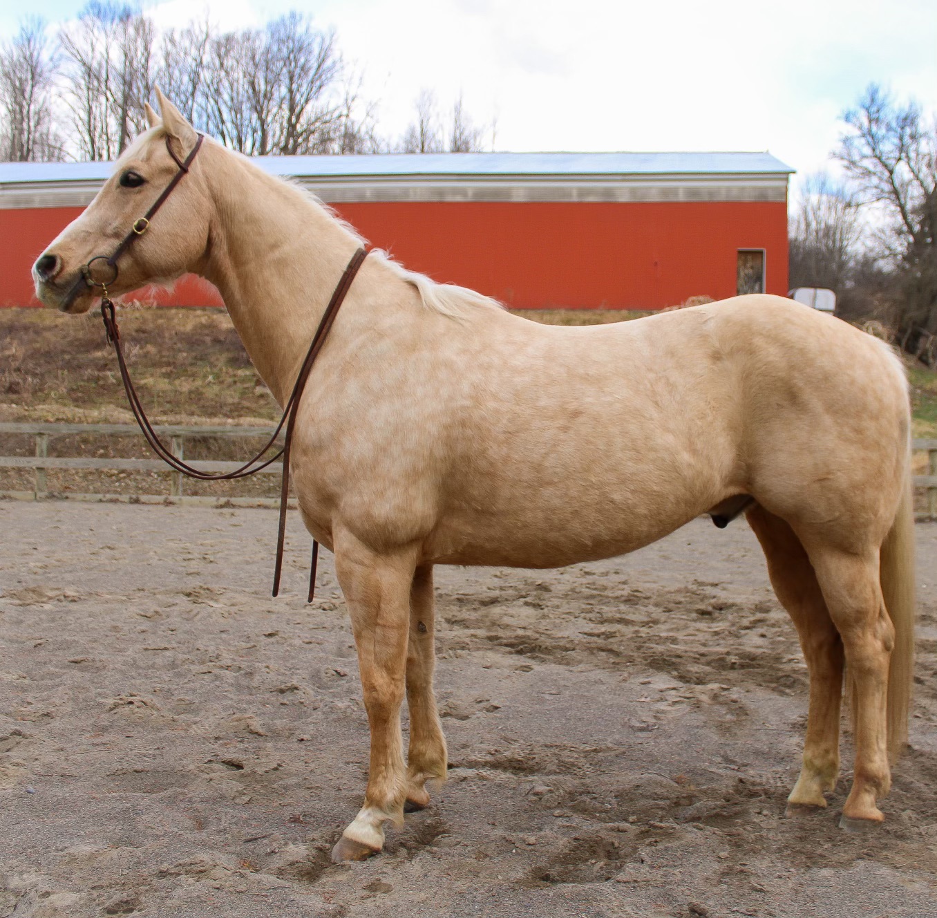 Magical Fella | Magic Horse Auction