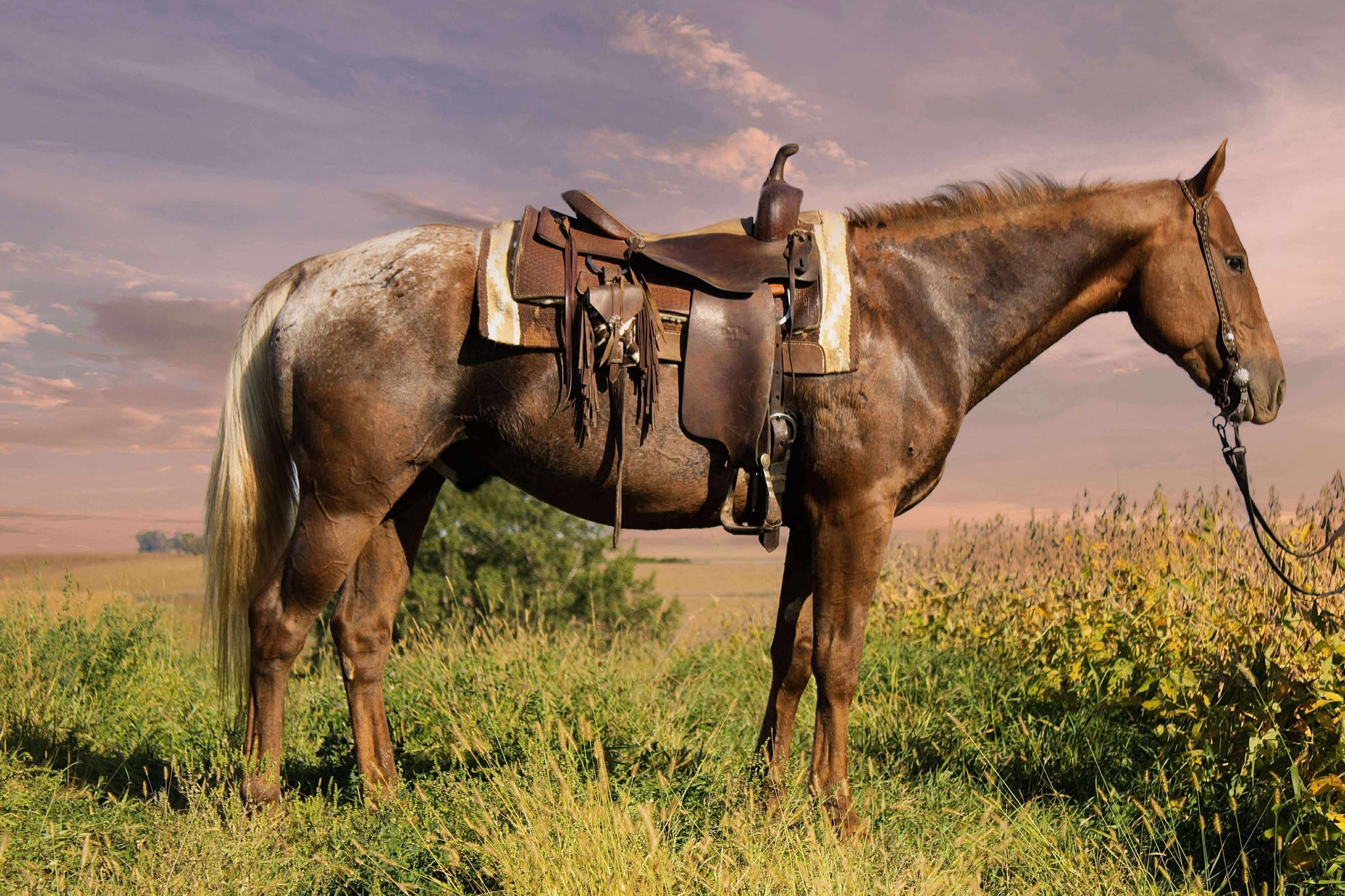 APACHE | Magic Horse Auction