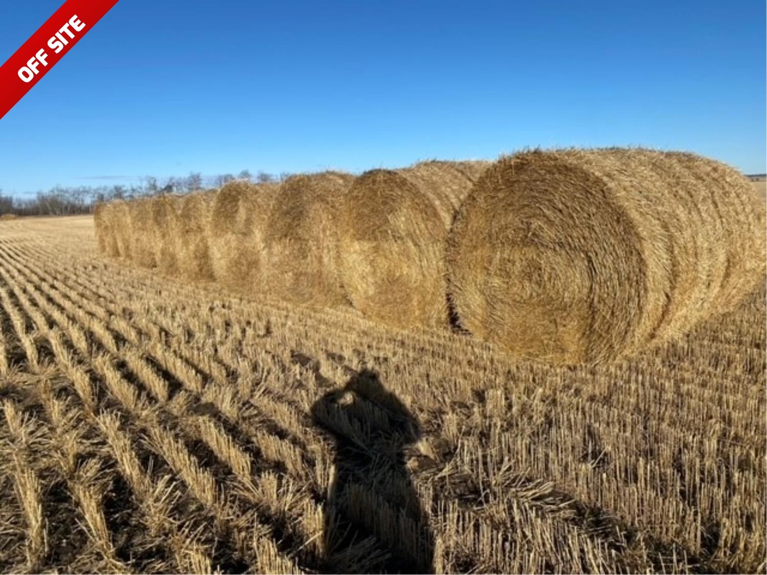 (25) Large Soft Core Wheat Straw Bales [24KA07023-005] | Team Auctions