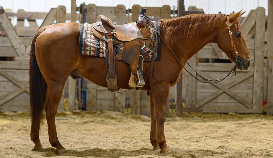 DIESEL | Magic Horse Auction