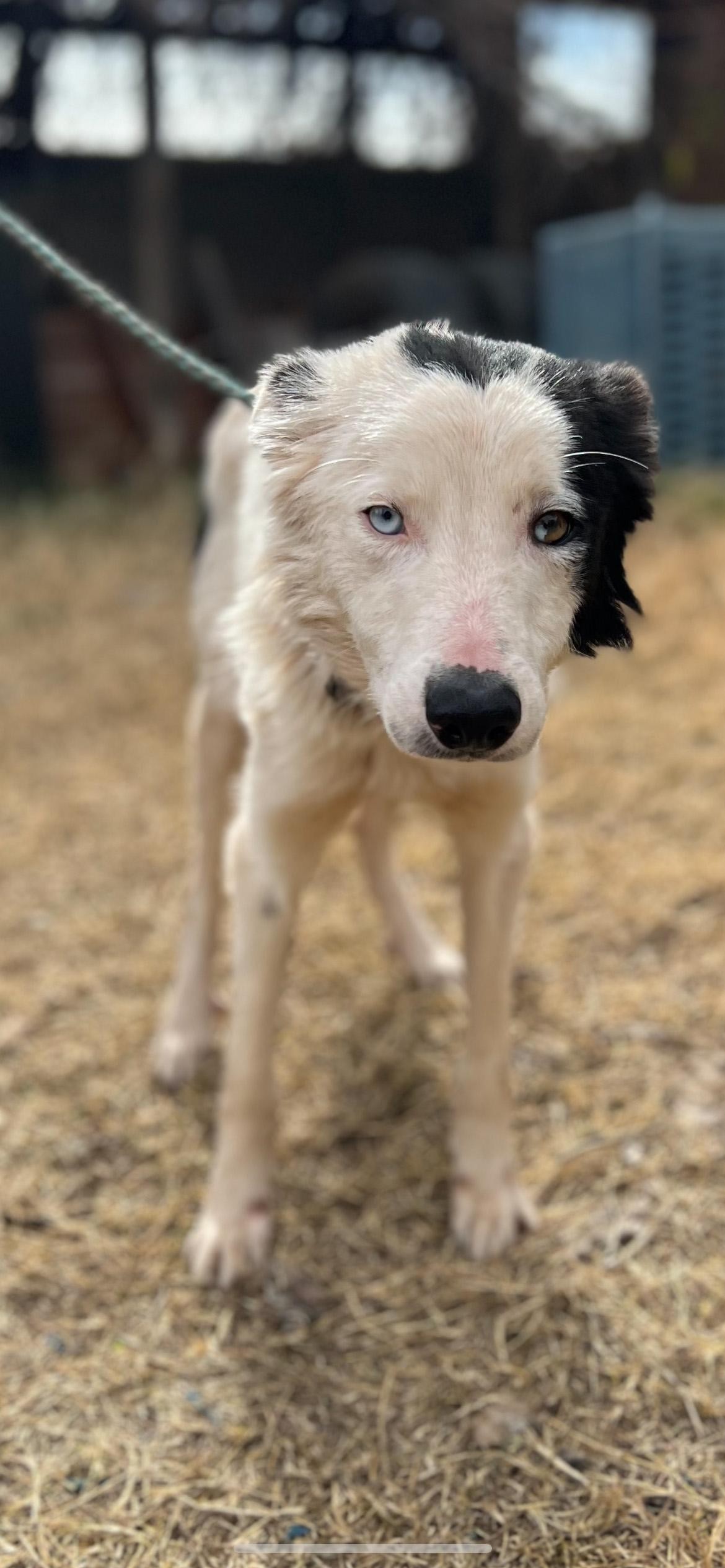 Rascal | Apex Ranch Legends