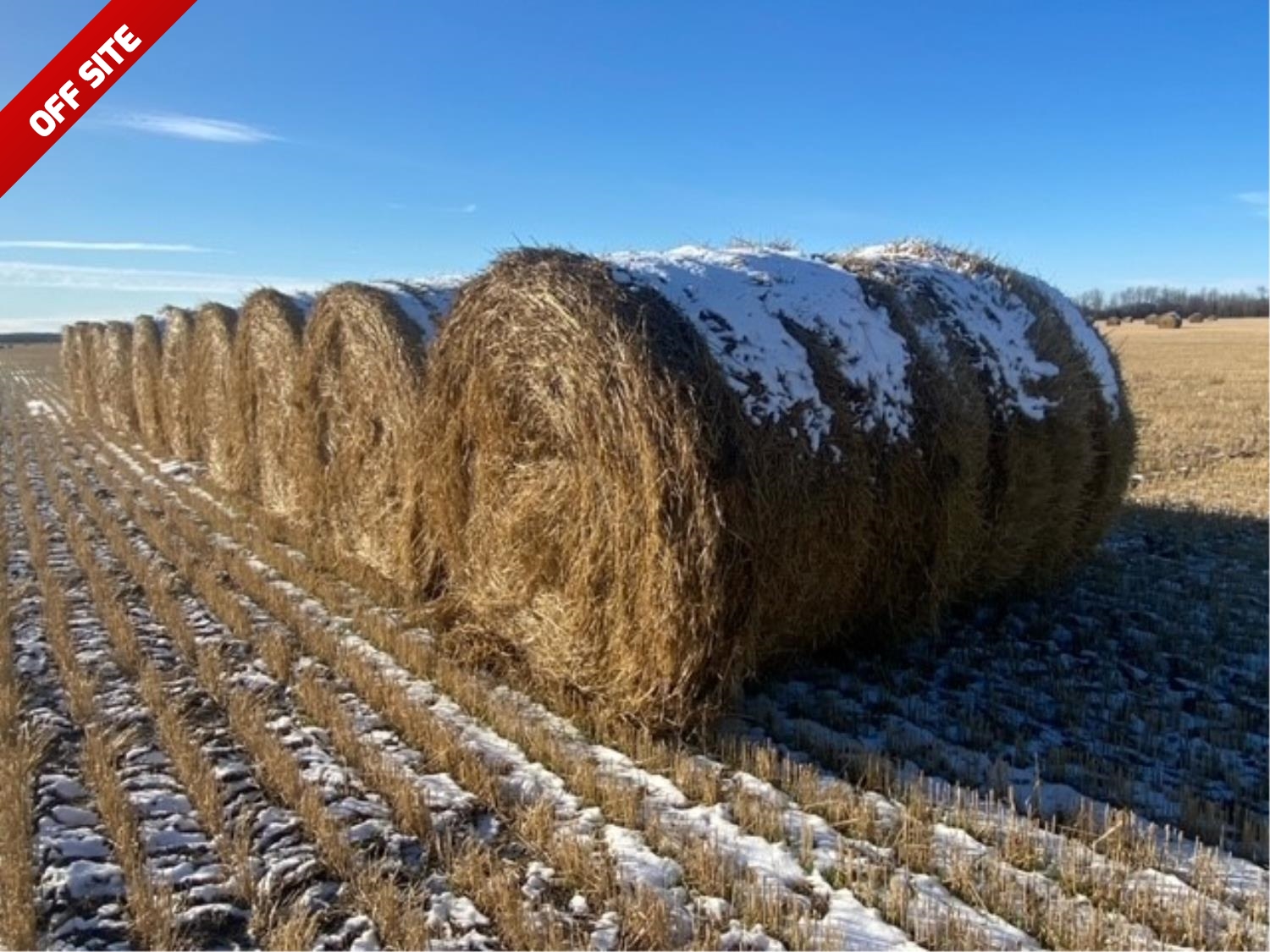 (25) Large Soft Core Wheat Straw Bales [24KA07023-005] | Team Auctions